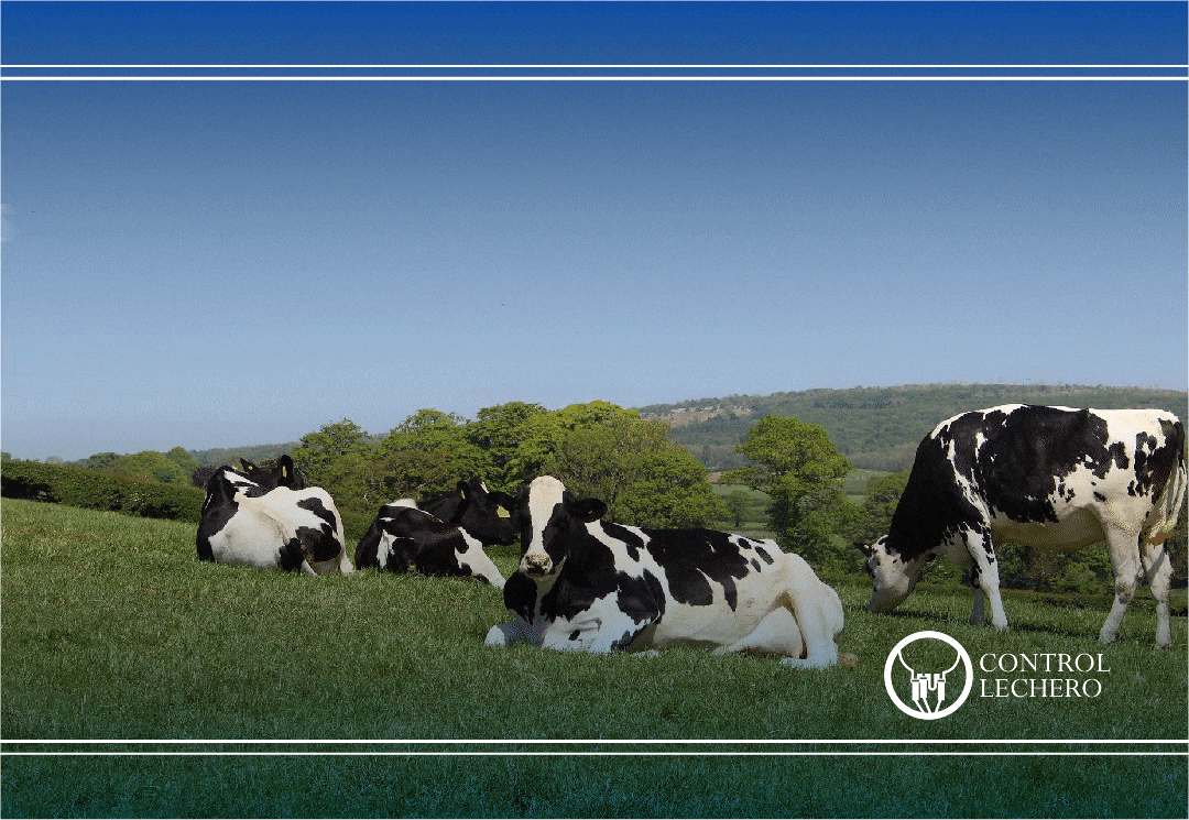 Control Lechero – holsteinecuador